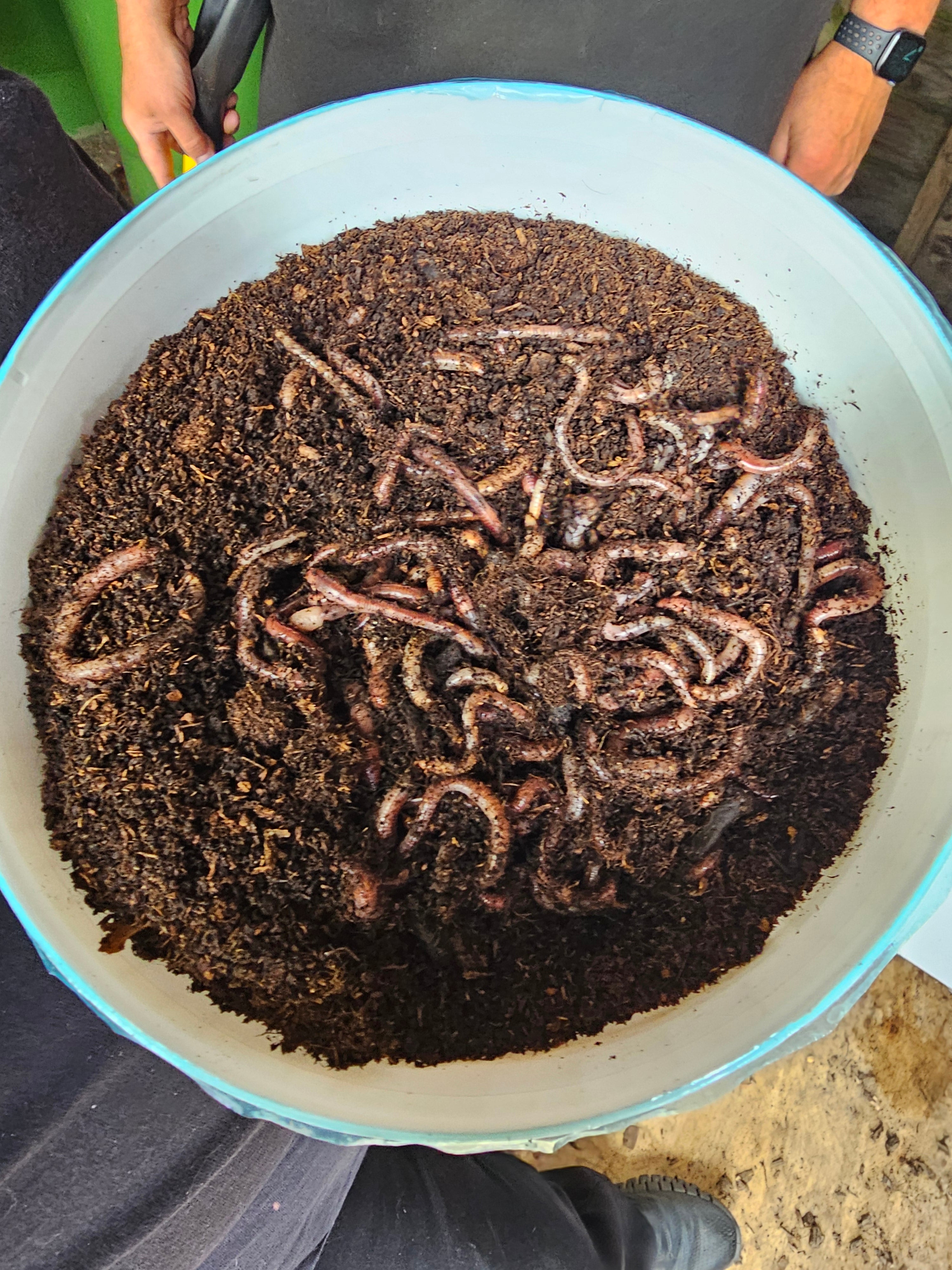 Our Innovative Wormery: Transforming Food Waste into 'Black Gold' – The ...