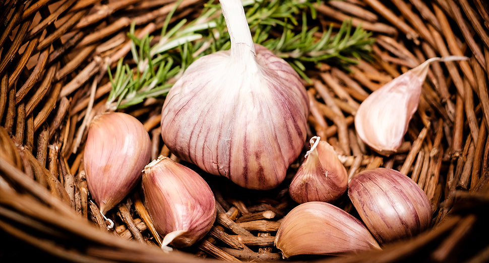 Growing the Best Garlic | The Garlic Farm Isle of Wight