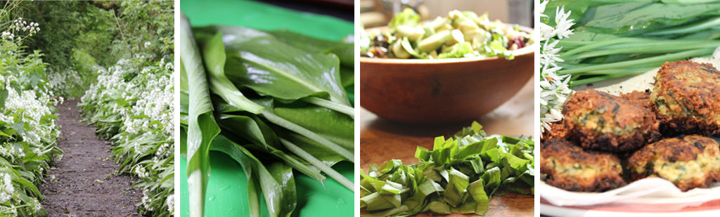 Wild Garlic, Ransoms, Buckrams, Allium Ursinum! – The Garlic Farm