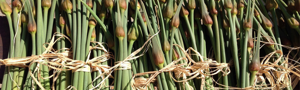 Fifteen at The Garlic Farm | The Garlic Farm Isle of Wight