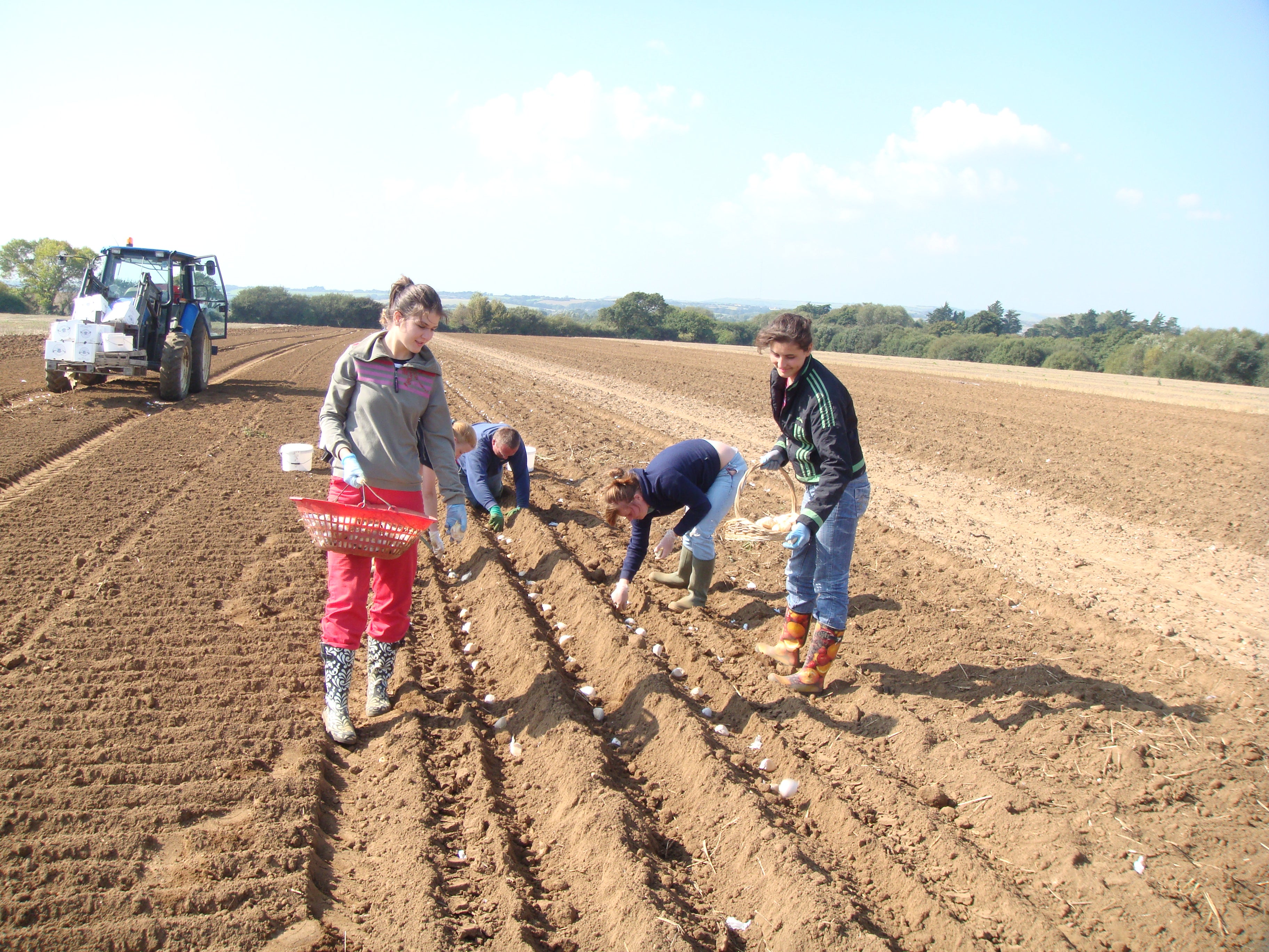 Garlic Planting this Spring – The Garlic Farm