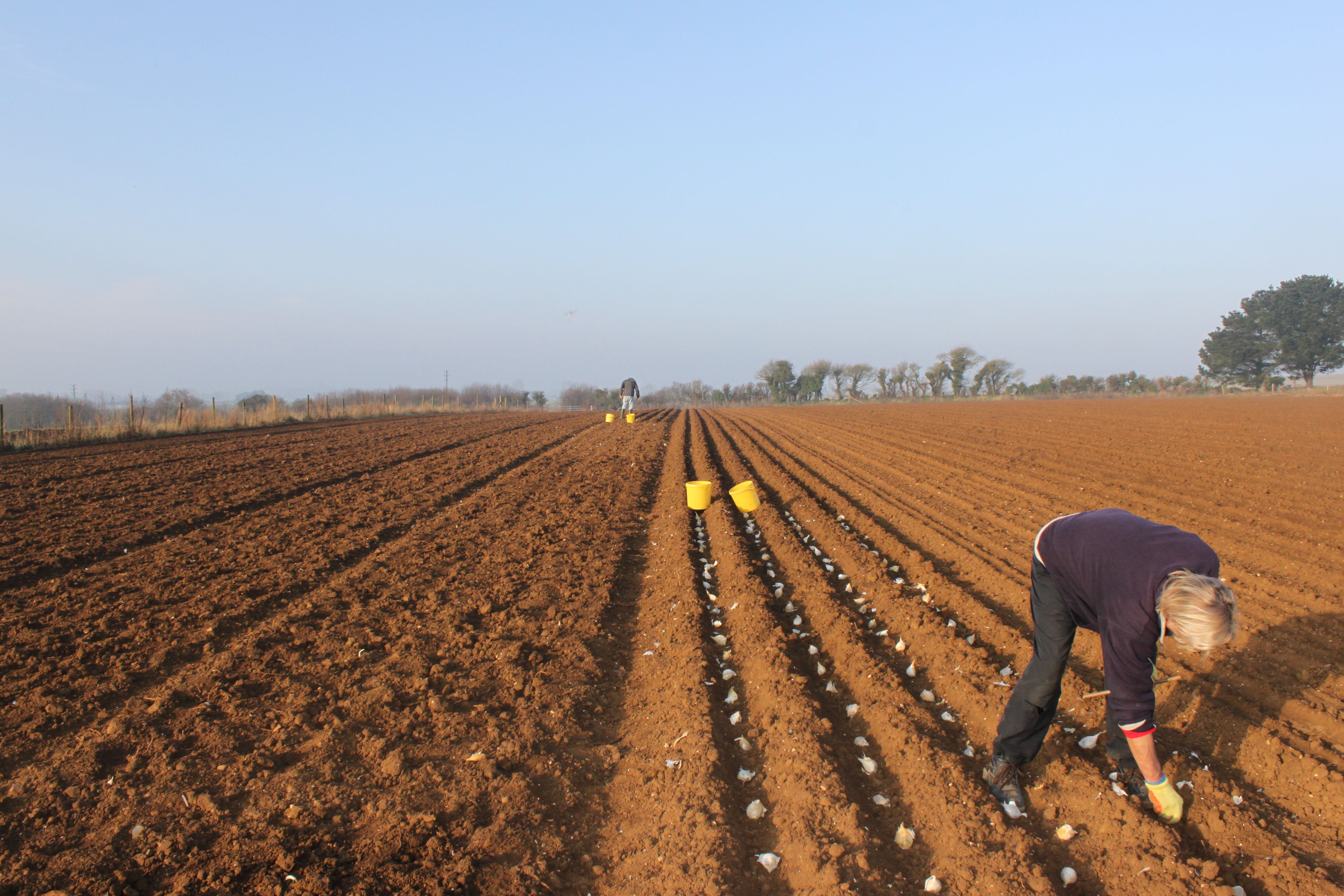 Time to Plant Garlic | The Garlic Farm Isle of Wight
