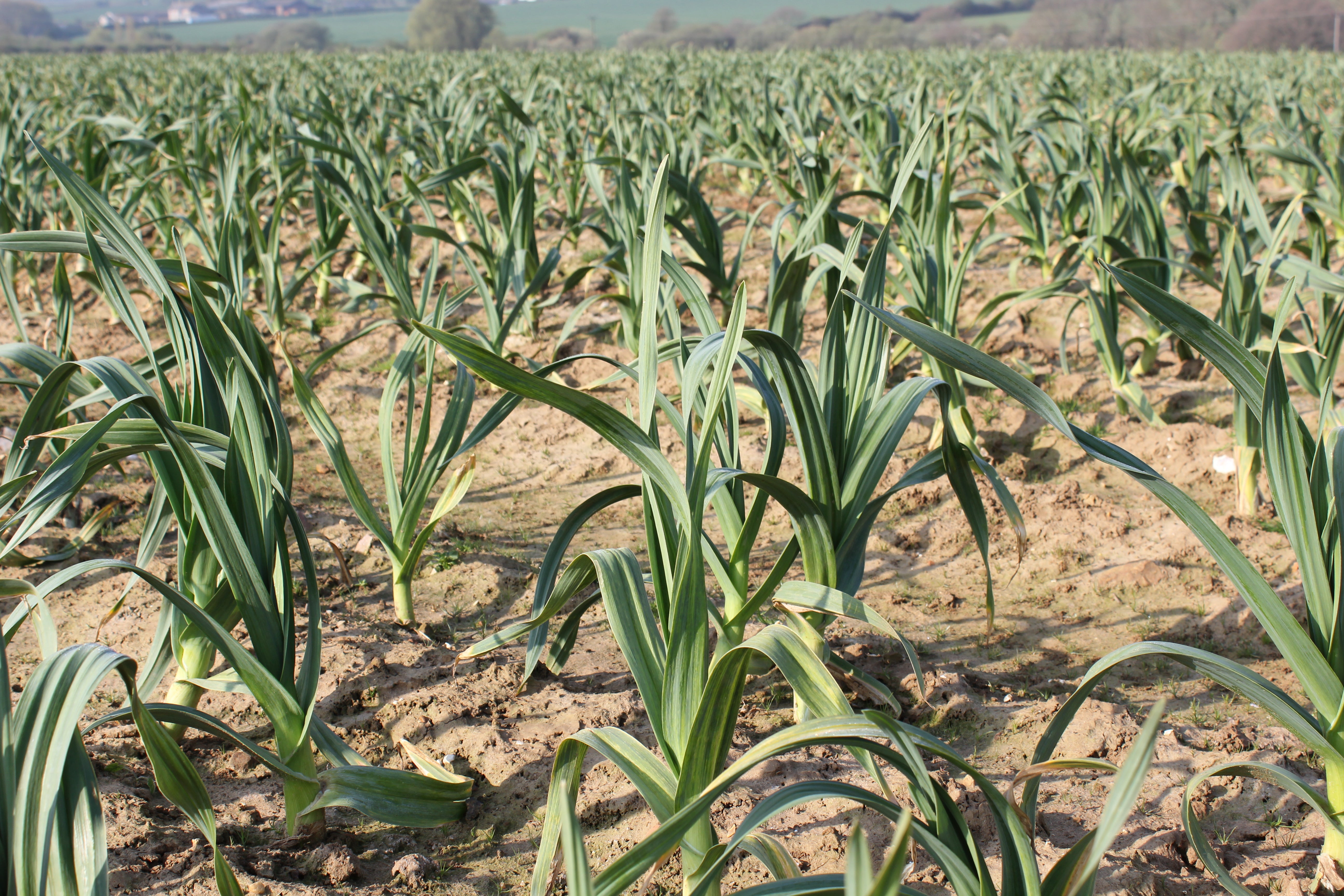 So where is all the garlic? | The Garlic Farm Isle of Wight