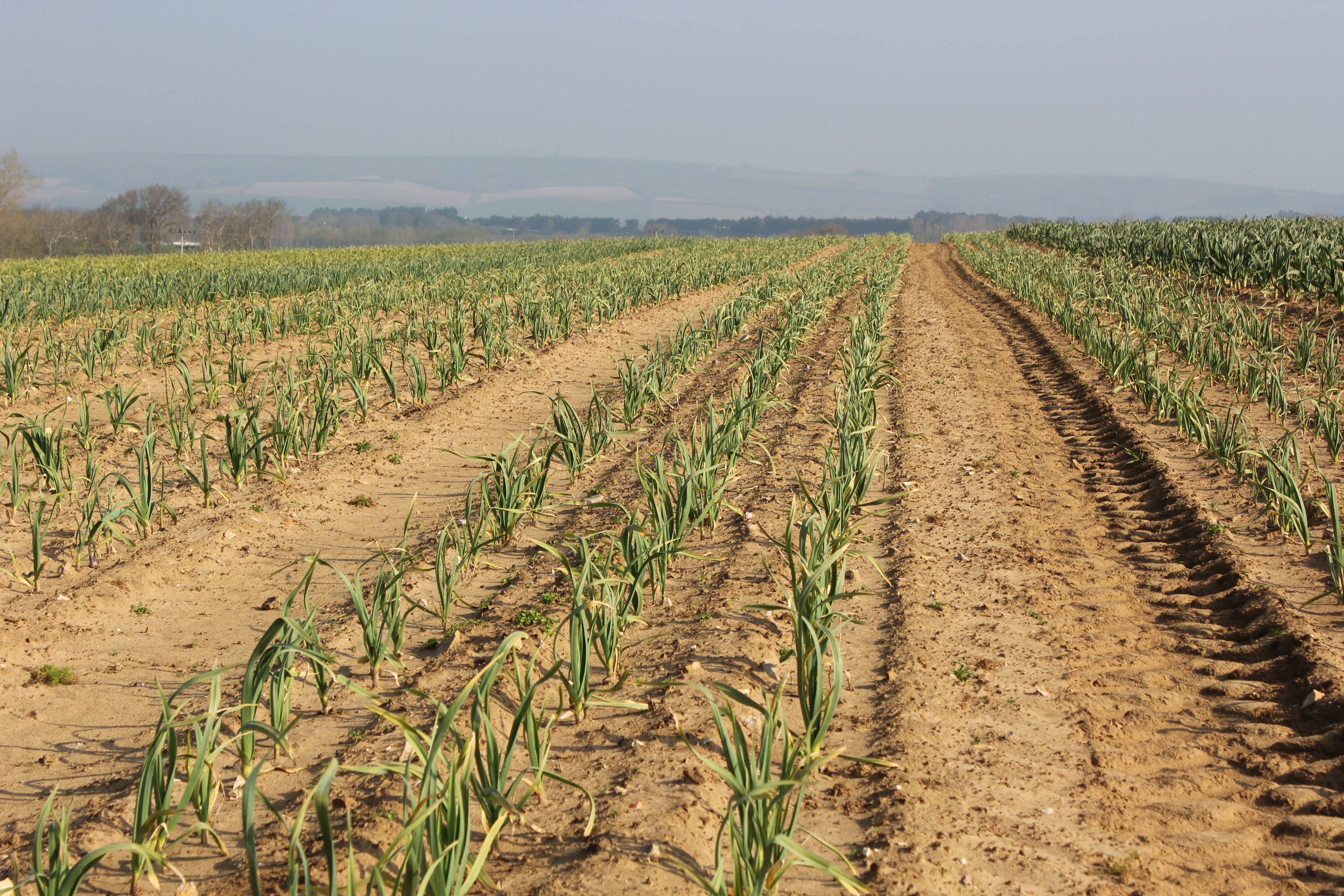Happy New Year! – The Garlic Farm
