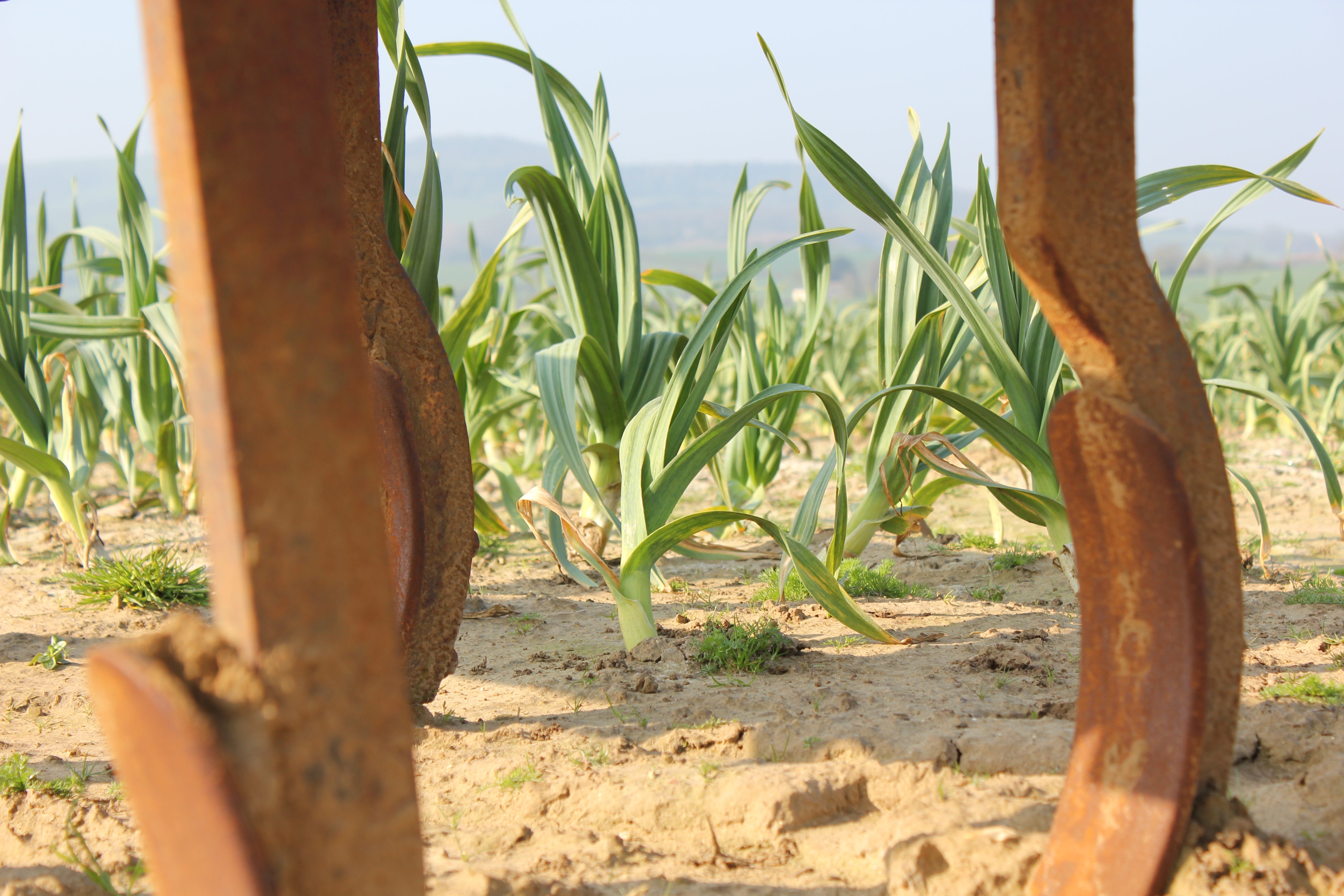 Harvest time at the farm – The Garlic Farm