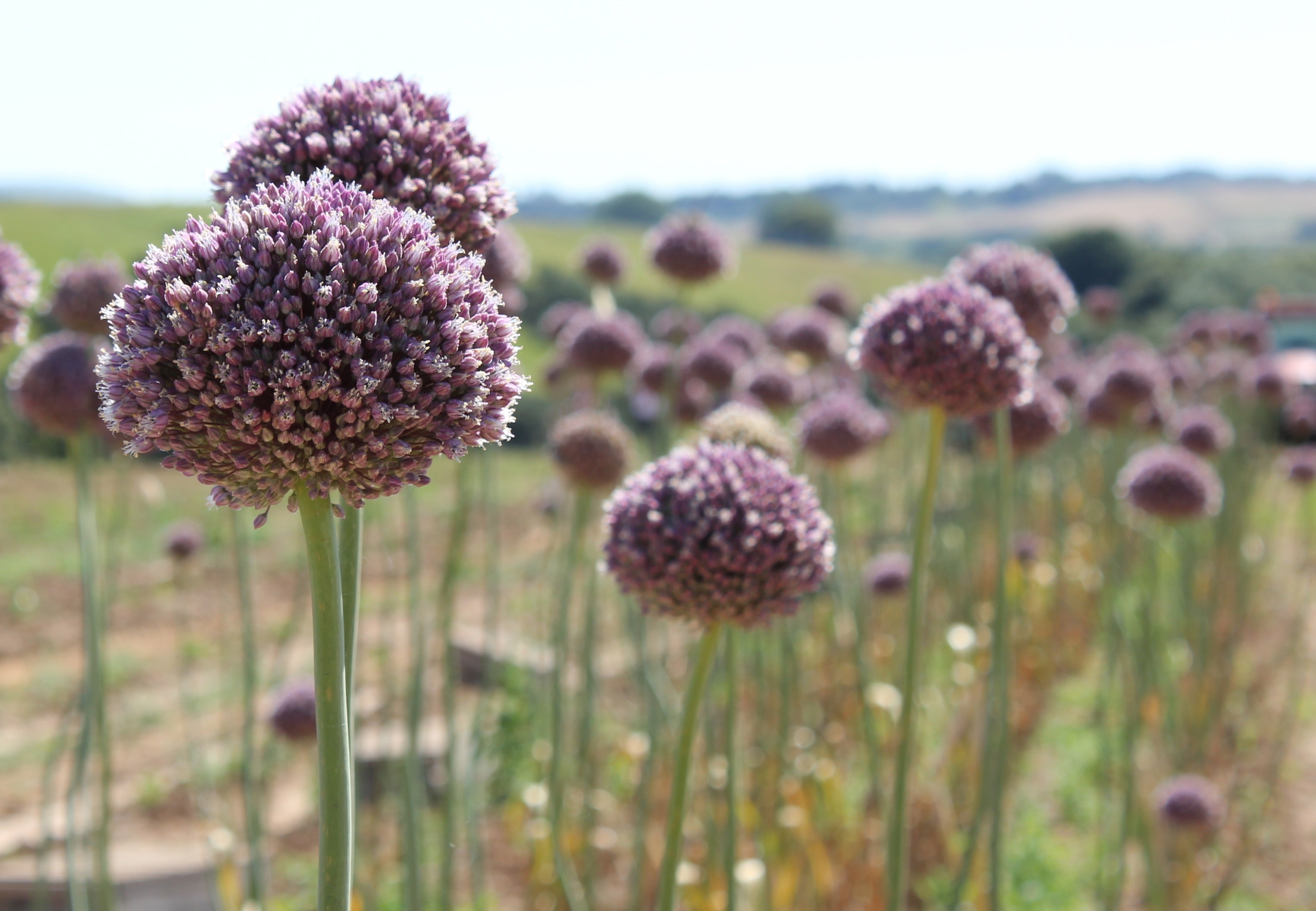The Garlic Growers Calendar – The Garlic Farm
