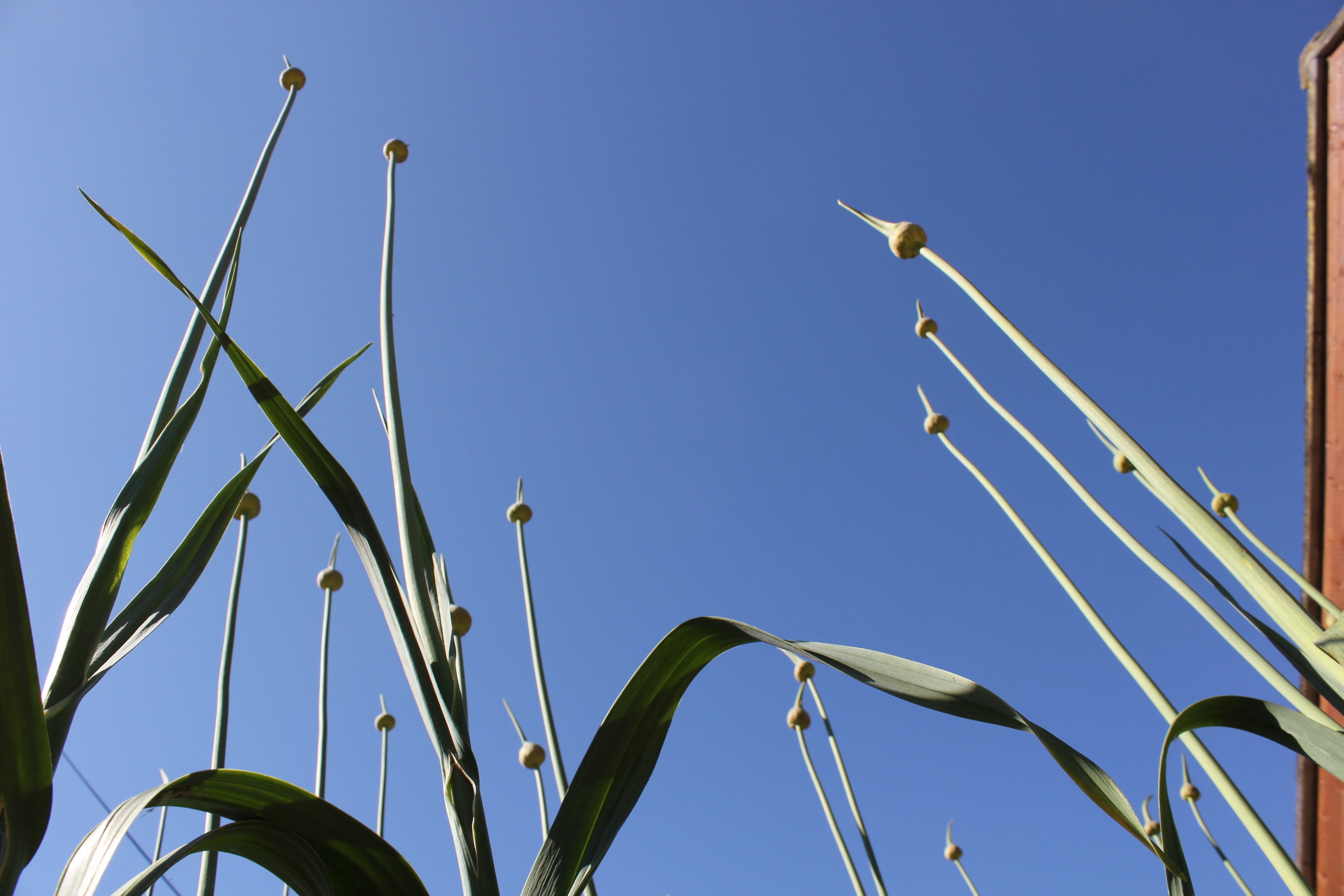 Garlic Scapes: What and How? | The Garlic Farm Isle of Wight