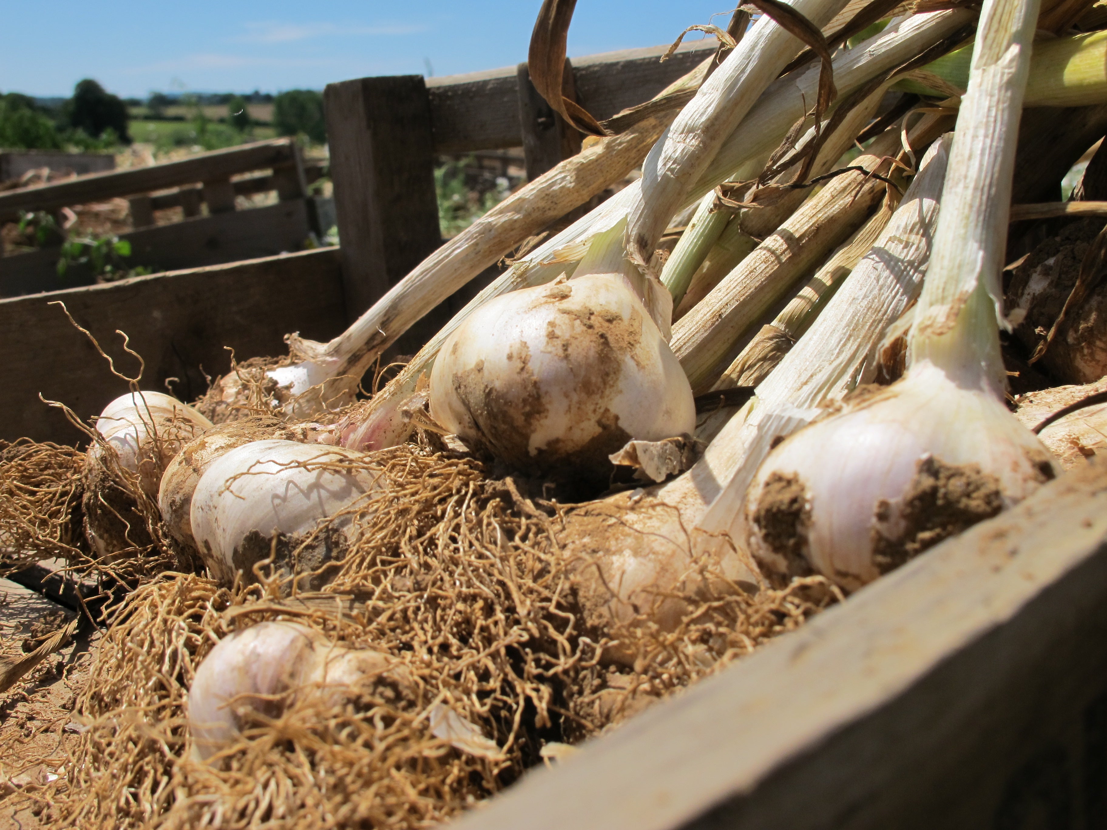 Garlic Hero of the Feast of the Wight – The Garlic Farm