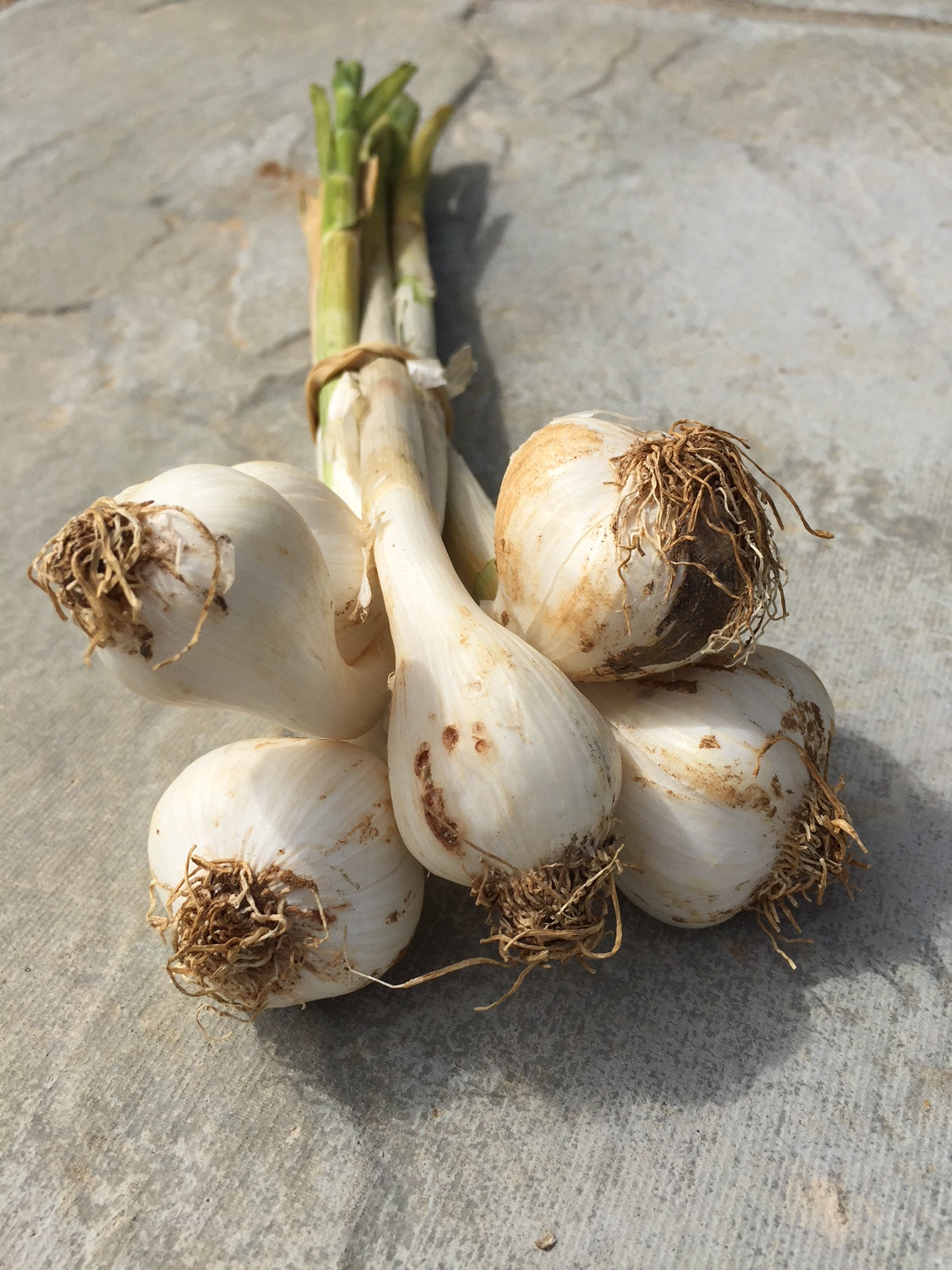 Garlic Breath! – The Garlic Farm