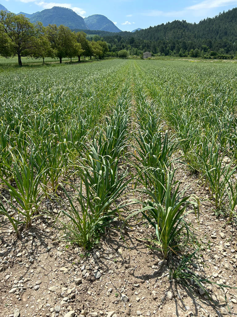 Learning about certified organic seed garlic in the Drôme – The Garlic Farm