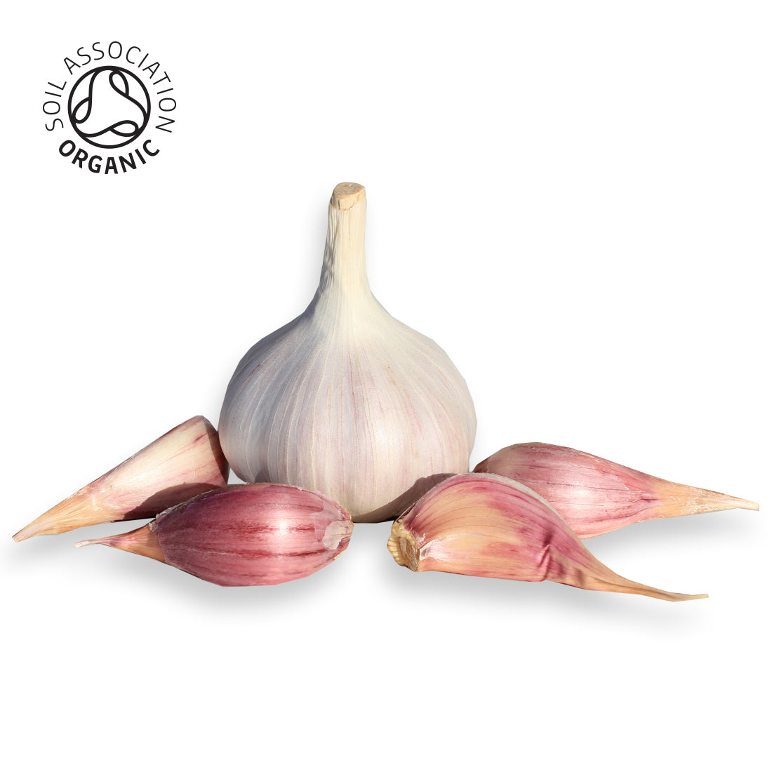 Caulk Wight® Seed | The Garlic Farm Isle of Wight