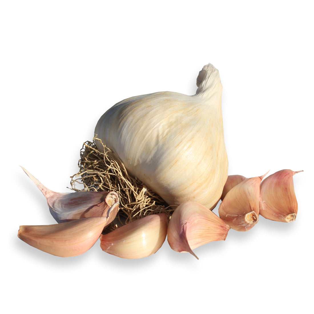 Mersley Wight ® Seed | The Garlic Farm Isle of Wight