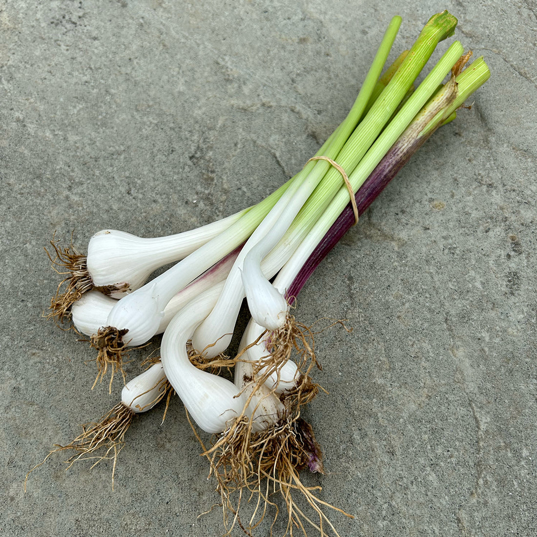 Organic Young Fresh Green Garlic - 9 Stems – The Garlic Farm