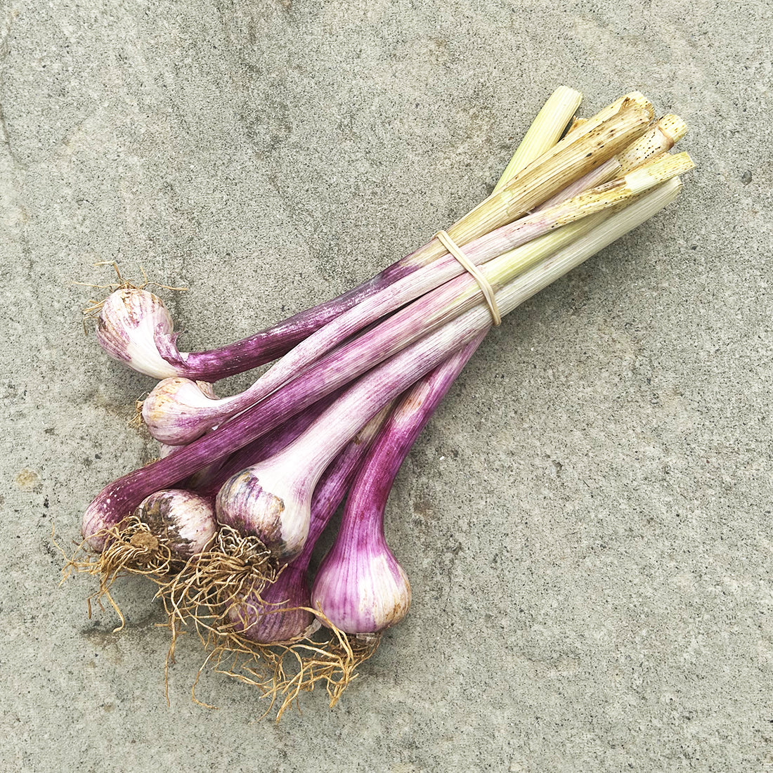 Organic Young Fresh Green Garlic - 9 Stems – The Garlic Farm