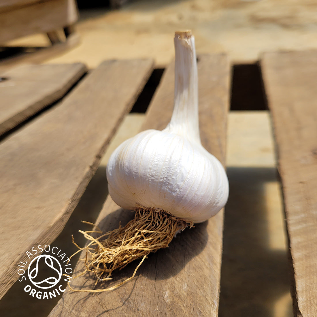 Organic Rose Wight Bulb – The Garlic Farm