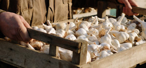 The Garlic Farm Isle of Wight | Farm Shop | Restaurant | Café