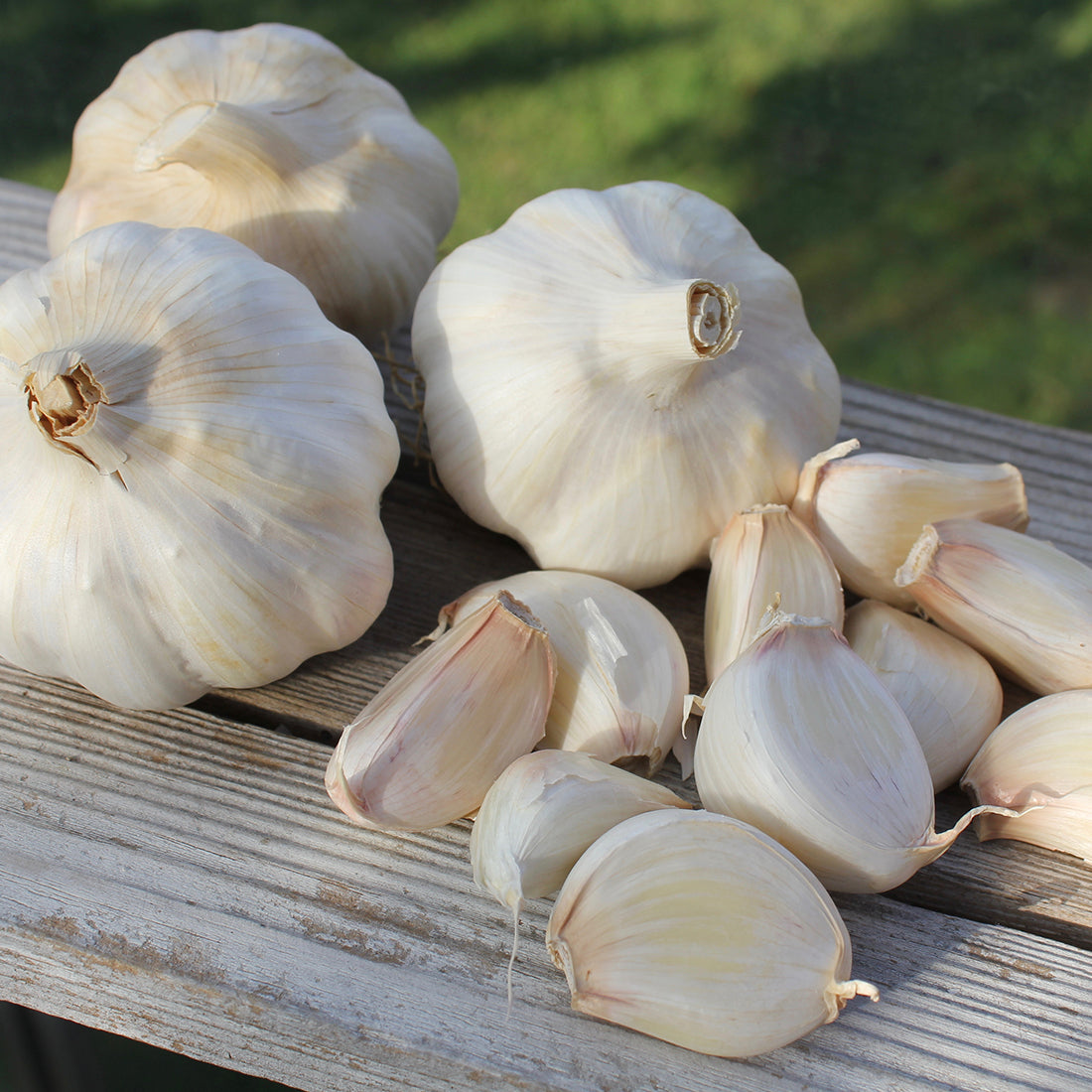 Carcassonne Wight Seed | The Garlic Farm Isle of Wight