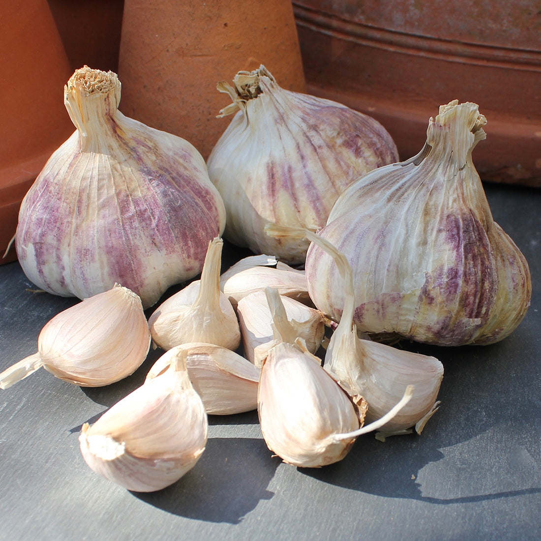Rhapsody Wight® Seed | The Garlic Farm Isle of Wight