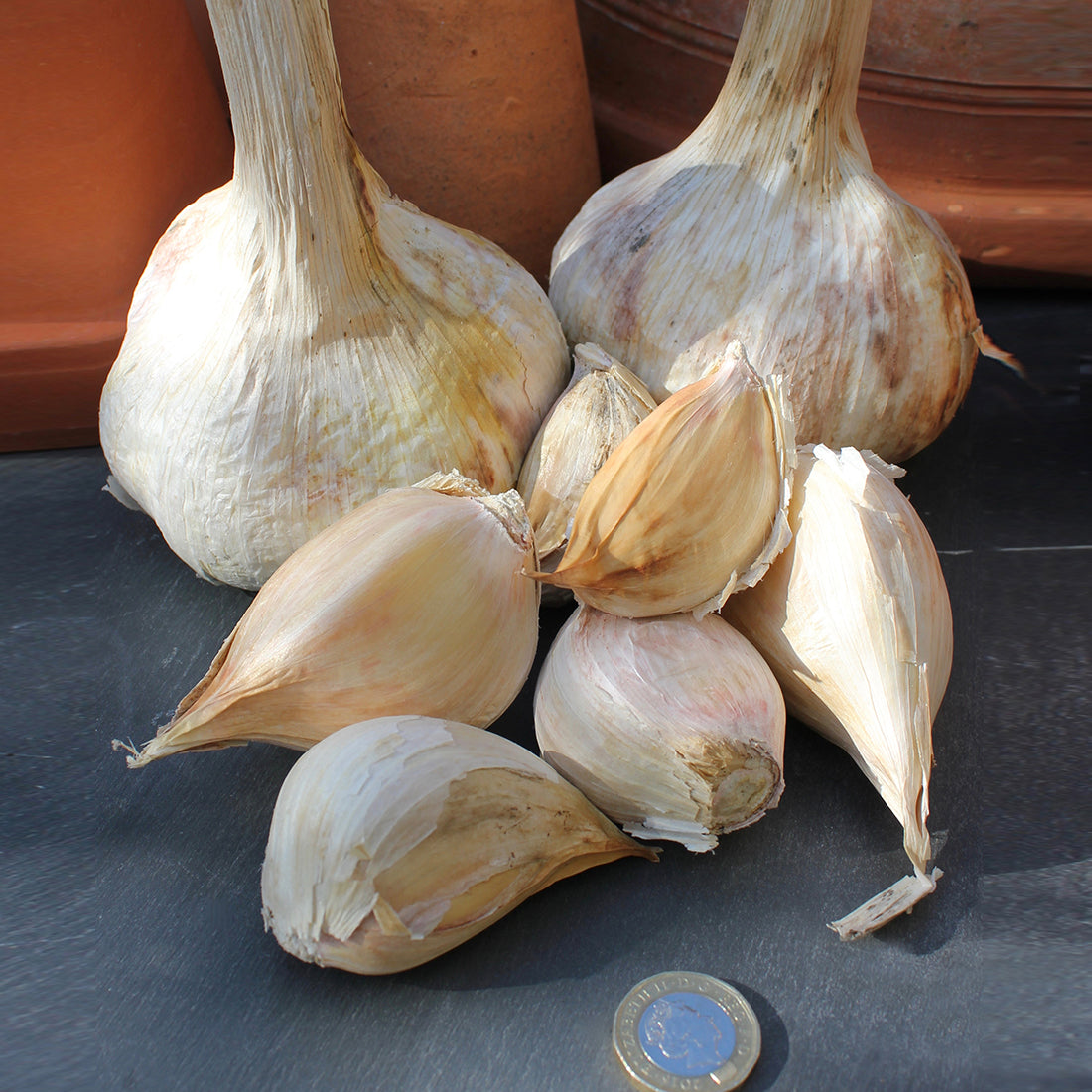 Elephant Garlic Seed | The Garlic Farm Isle of Wight
