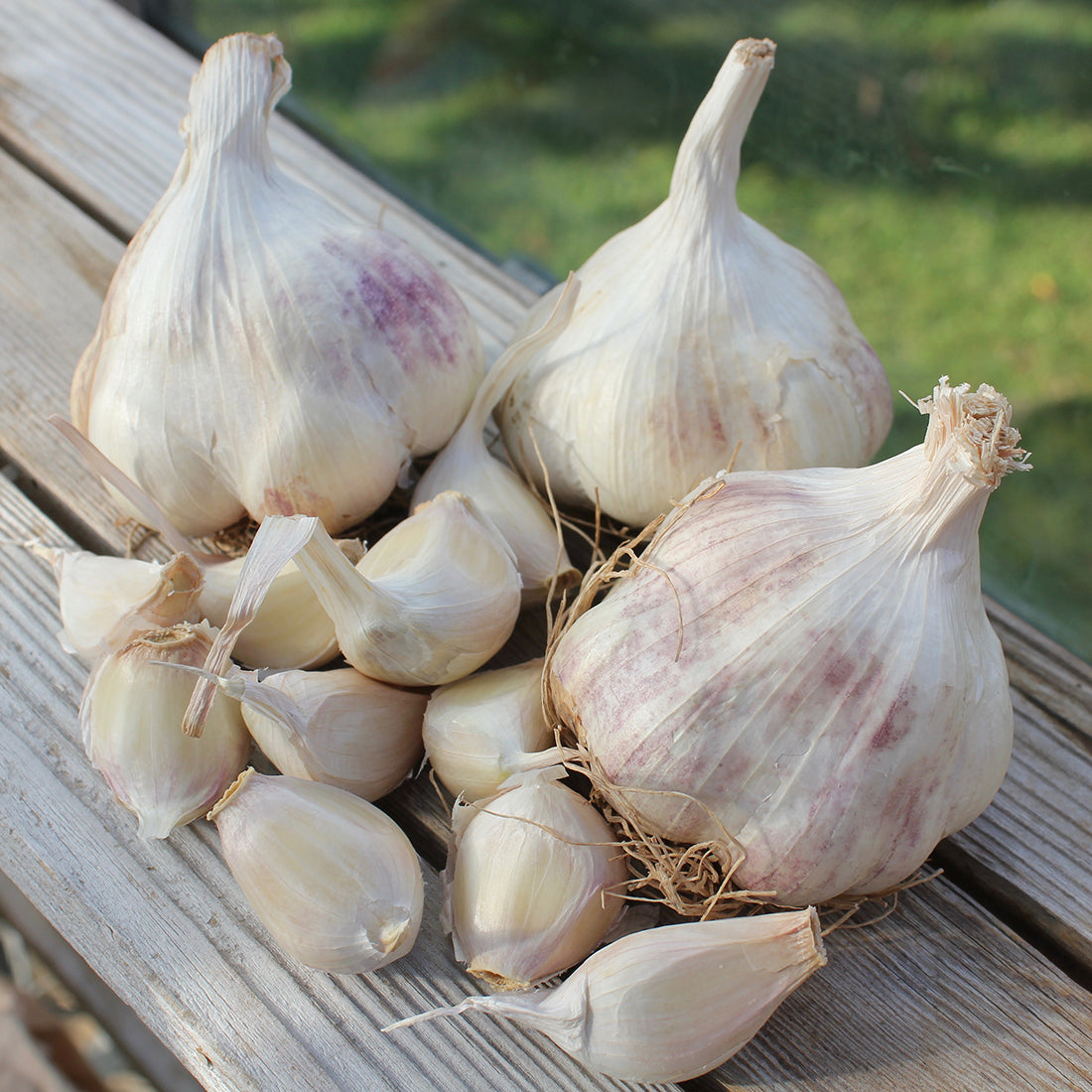 Maddock Wight ® Seed | The Garlic Farm Isle of Wight