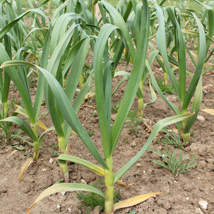 Maddock Wight ® Seed | The Garlic Farm Isle of Wight