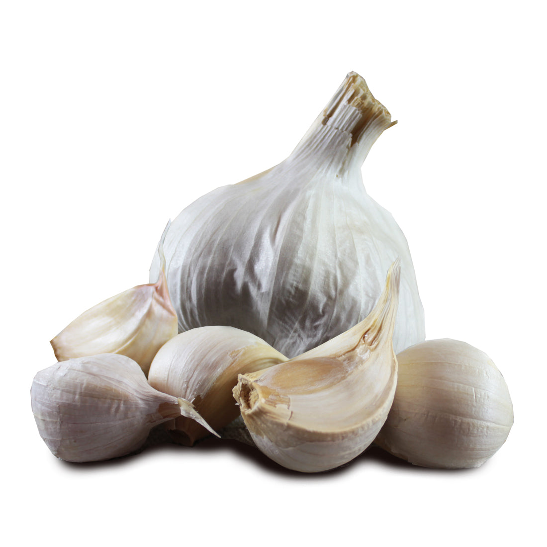 Provence Wight Seed | The Garlic Farm Isle of Wight