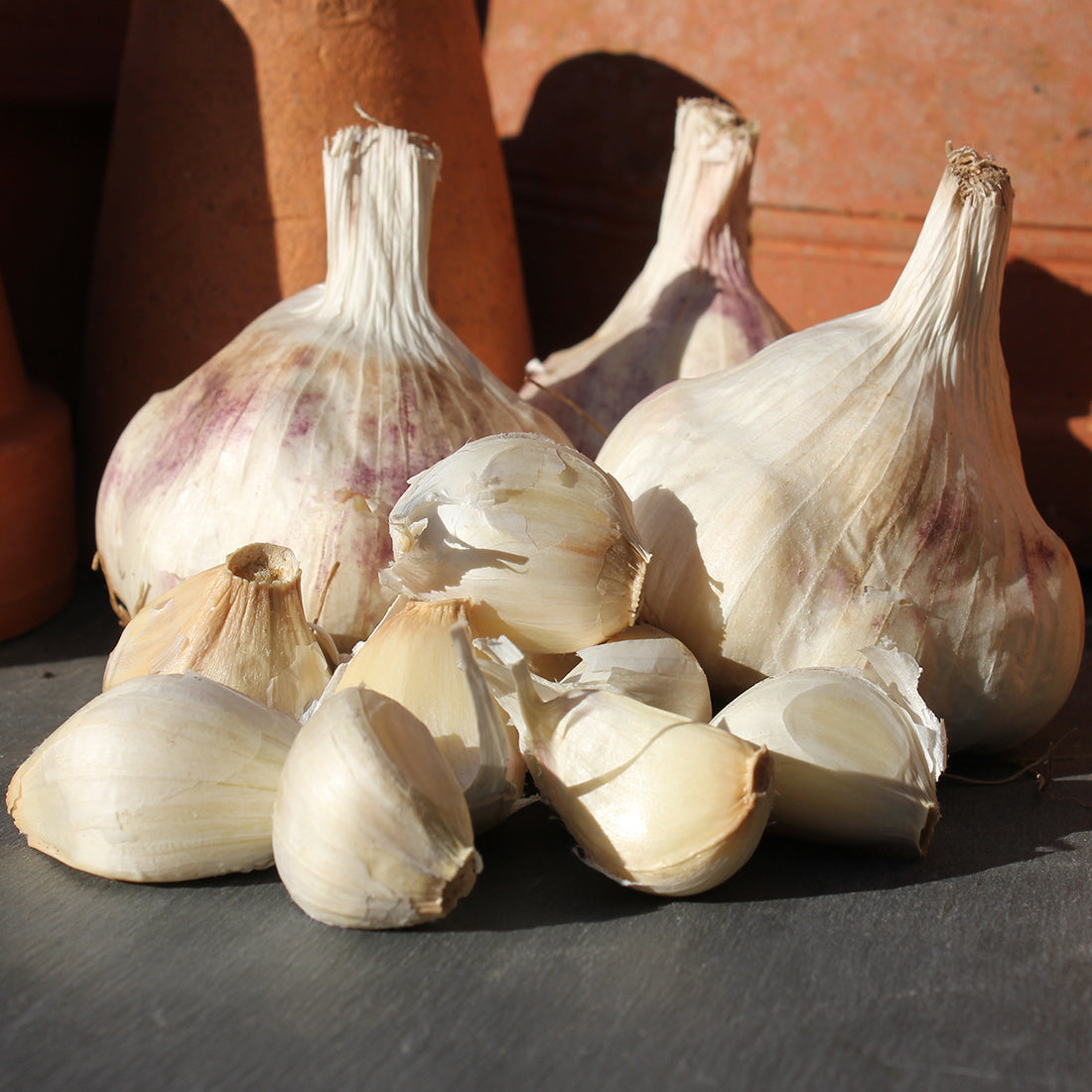 Provence Wight Seed | The Garlic Farm Isle of Wight