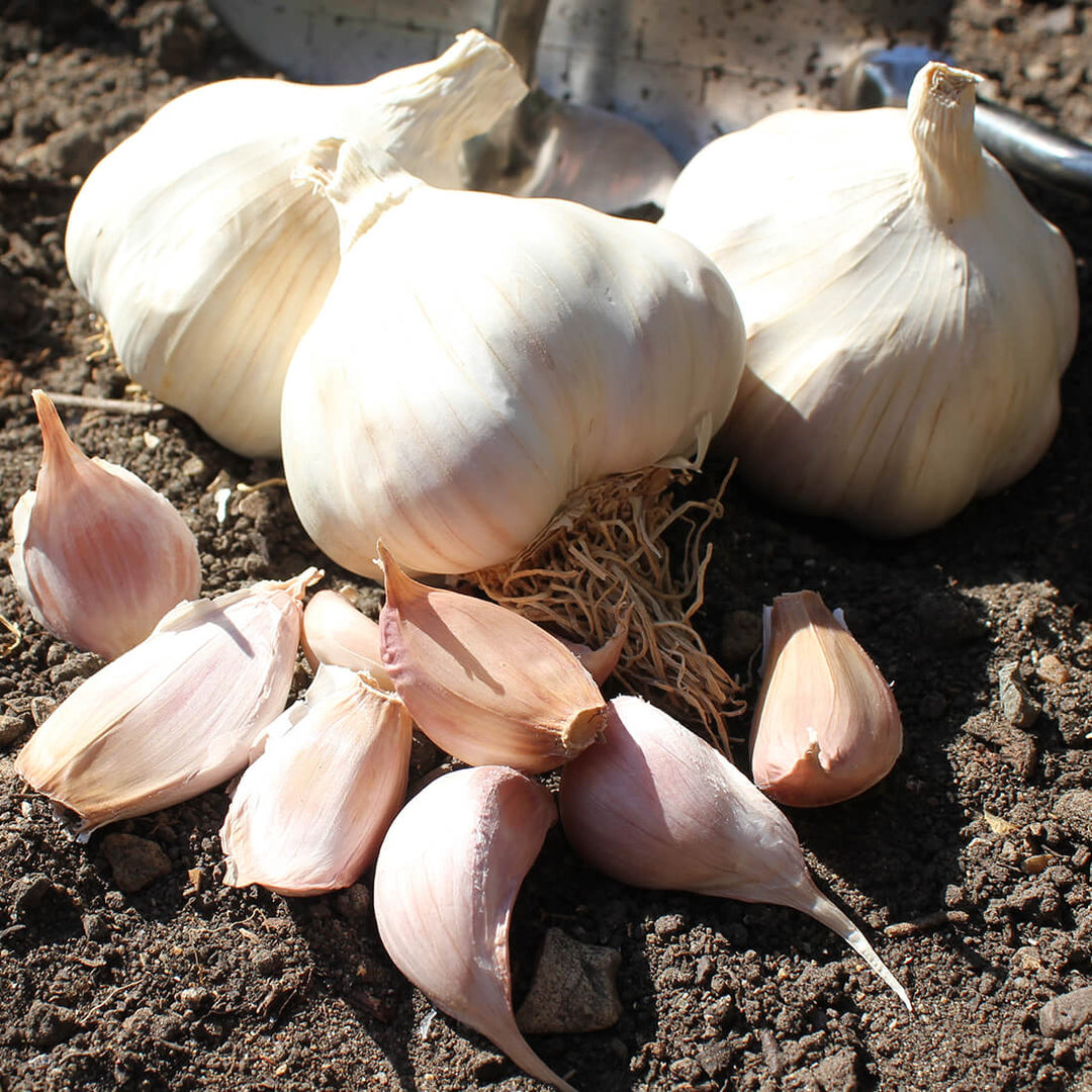 garlic solent