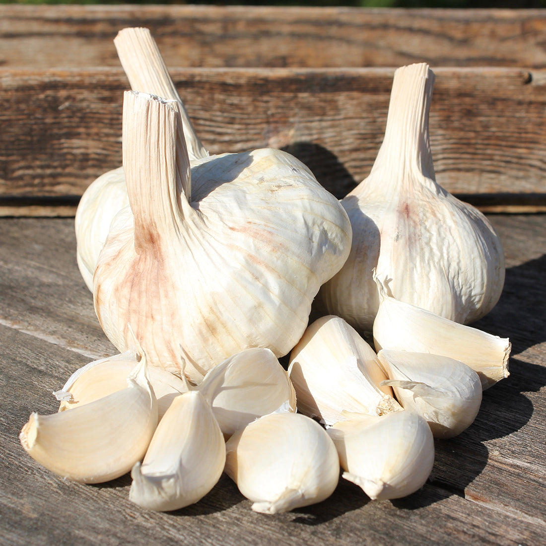 Extra Early Wight Seed | The Garlic Farm Isle of Wight