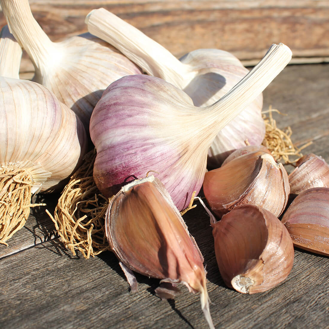 Caulk Wight® Seed | The Garlic Farm Isle of Wight