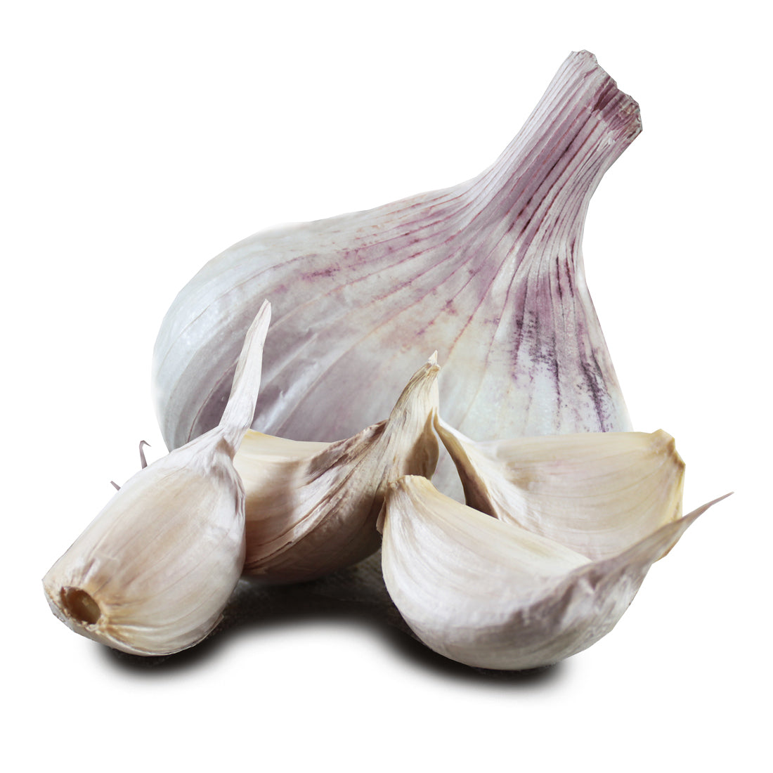Maddock Wight Large Bulb - Premium Iberian | The Garlic Farm Isle of Wight